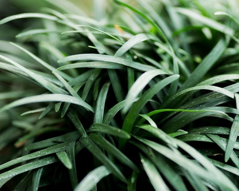 How to grow Mondo Grass | Yates