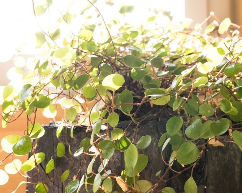 How to grow Wire vine | Yates
