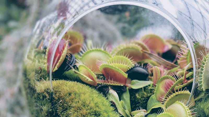 How to grow Venus Fly Trap | Yates