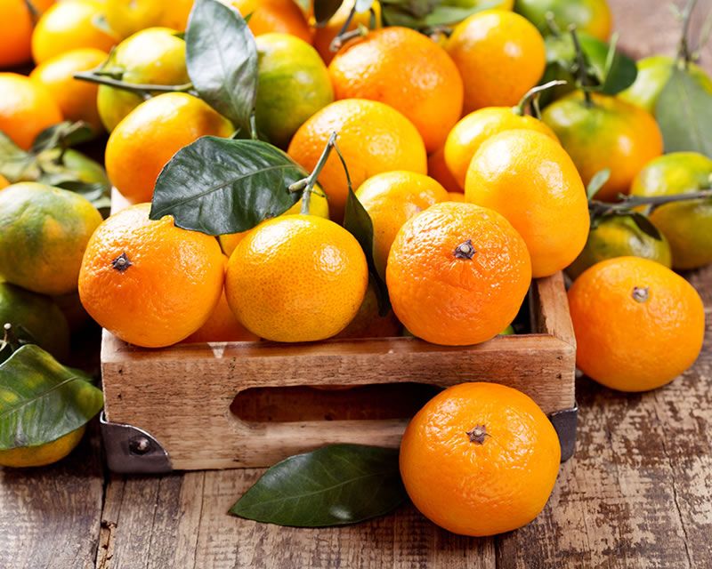 How to care for citrus | Yates