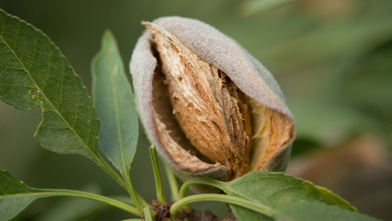 How to grow big, crunchy and delicious Almonds | Yates