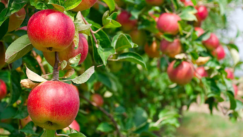 How to grow juicy, crunchy and scrumptious Apples | Yates