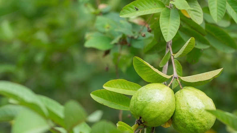 How to grow sweet, firm and flavoursome Guavas | Yates