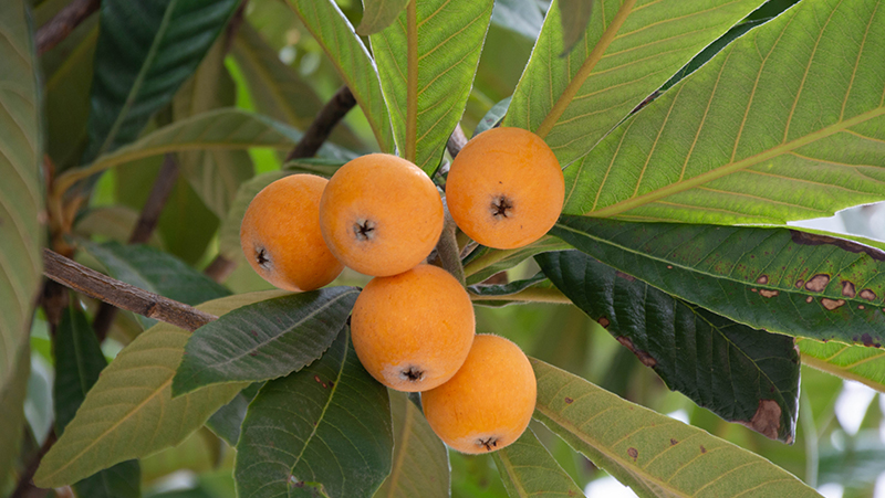 How to grow sweet, firm and delicious Loquats | Yates