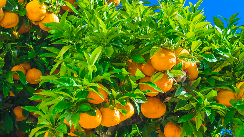 How to grow sweet, juicy and zesty Mandarins | Yates