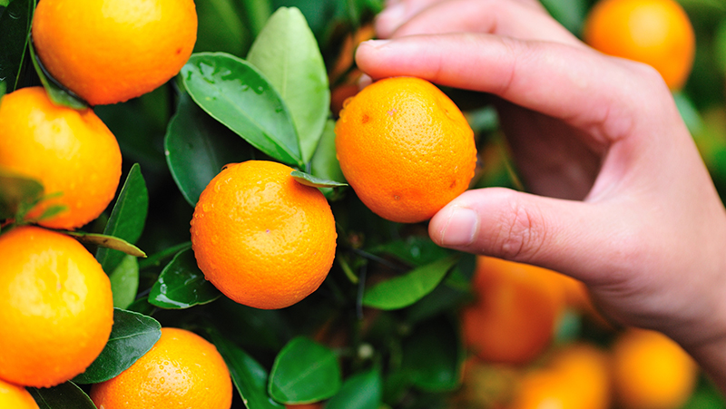 How to grow sweet, juicy and zesty Mandarins | Yates