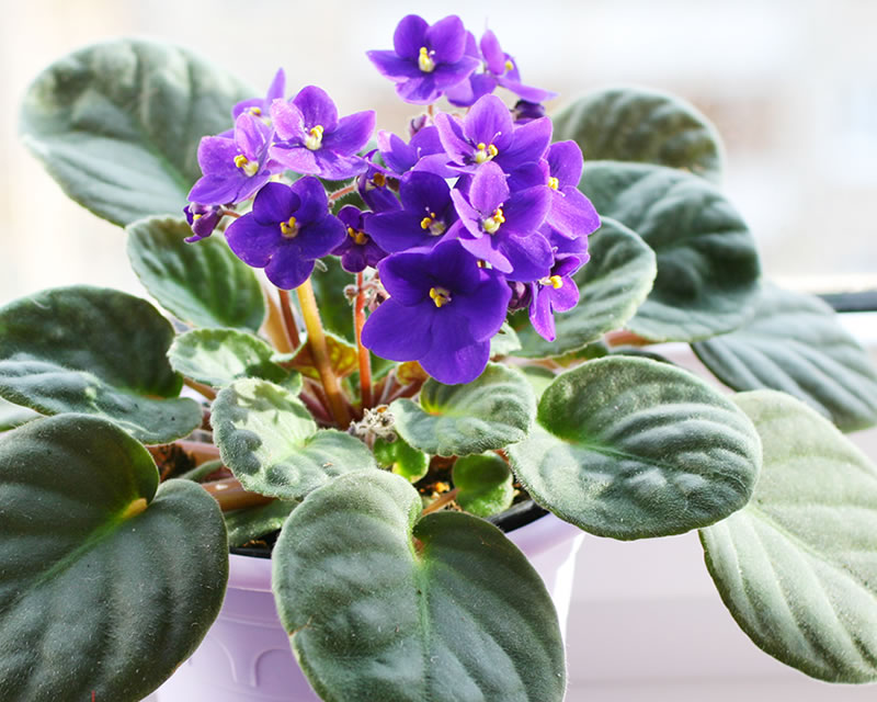African violet flower store