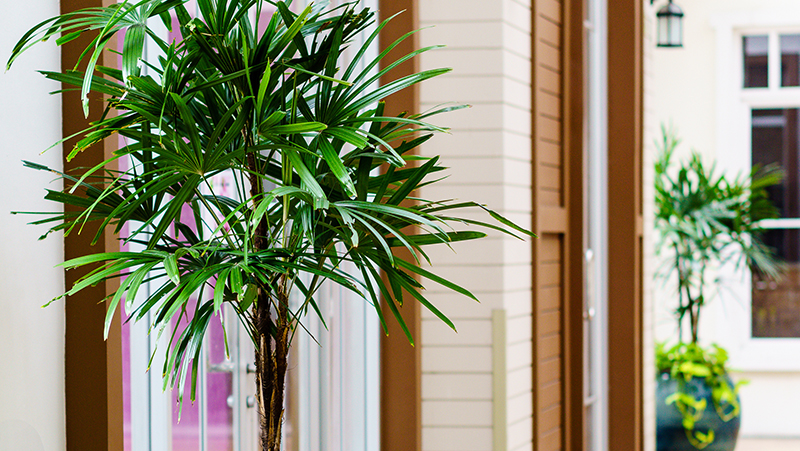 How to grow dark green Rhapis | Yates