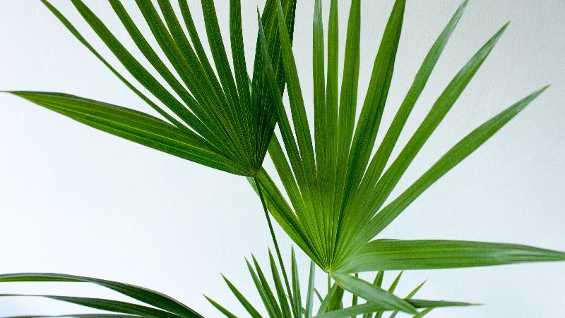 How to grow dark green Rhapis | Yates