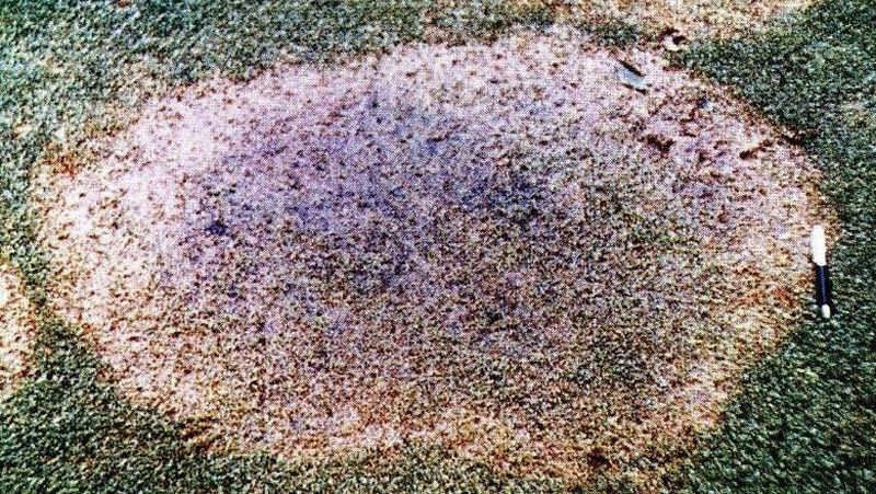 How to control Brown Patch | Yates