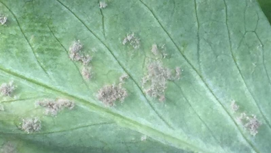 How to control common problems on hebe in NZ gardens | Yates