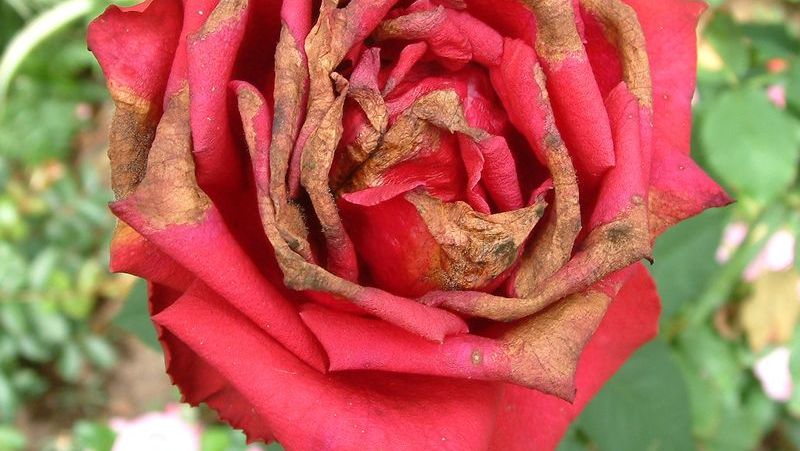 How to identify and prevent Sunburn | Yates