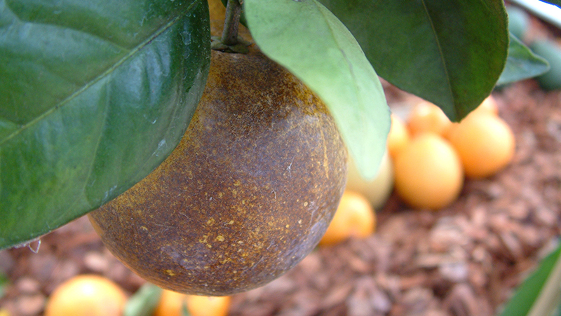 How to control citrus rust mite | Yates