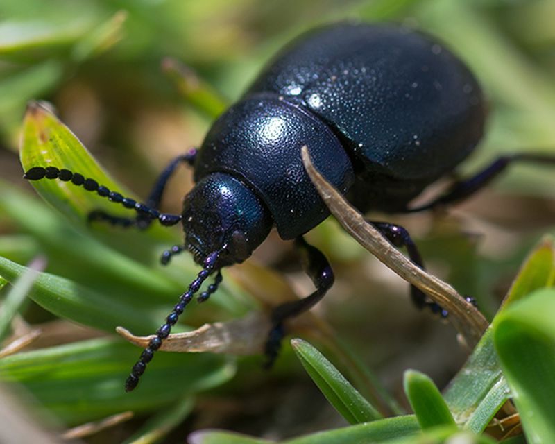 How to control black beetle | Yates