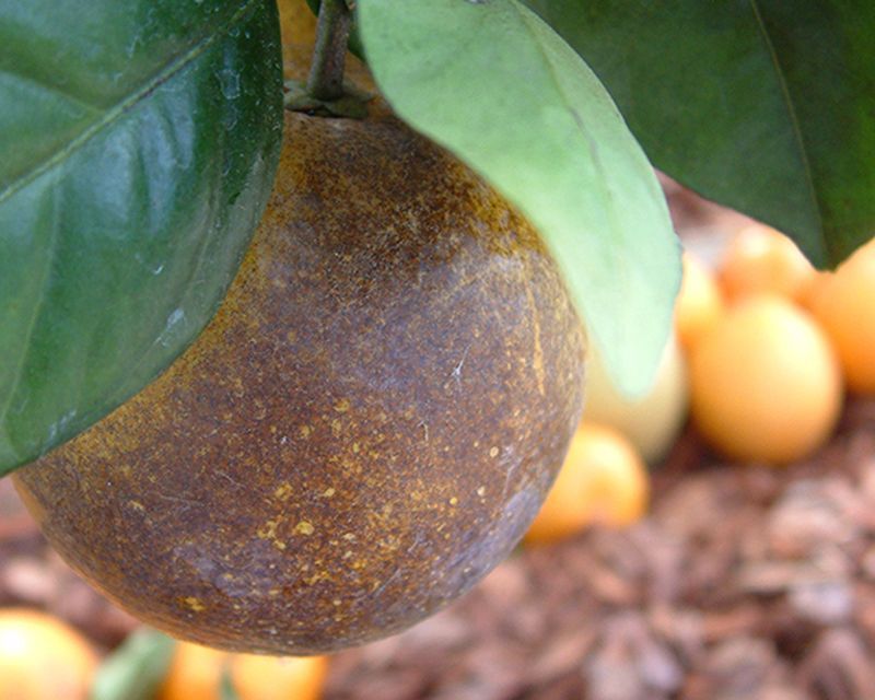 How to control citrus rust mite | Yates