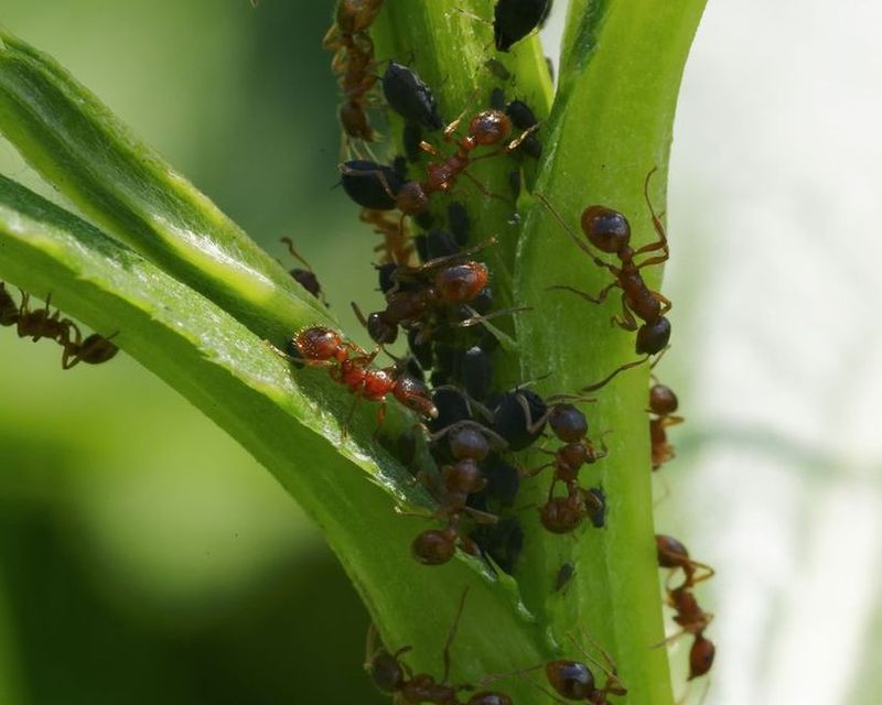 Garden Pests Identification Nz | Fasci Garden