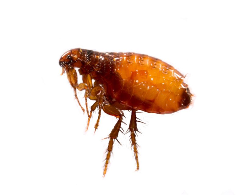 How to control fleas | Yates