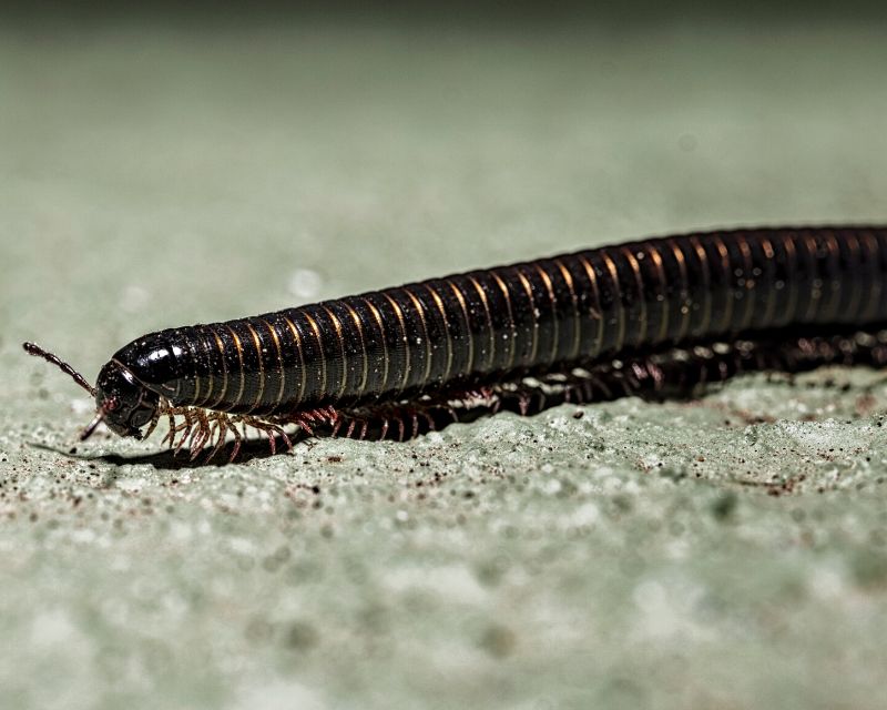 How to control millipedes | Yates