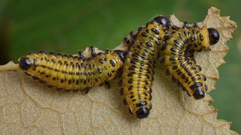 How to identify sawfly larvae | Yates