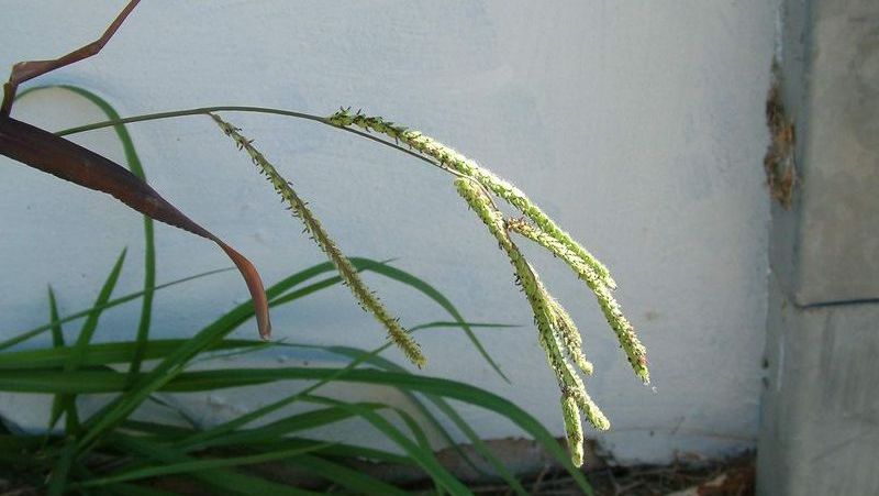 How to control Paspalum | Yates