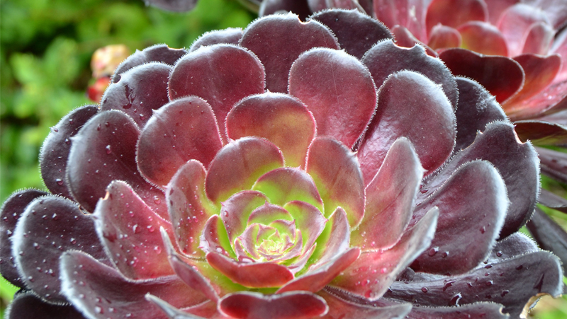 How to grow saucer-shaped rosettes of Aeoniums | Yates