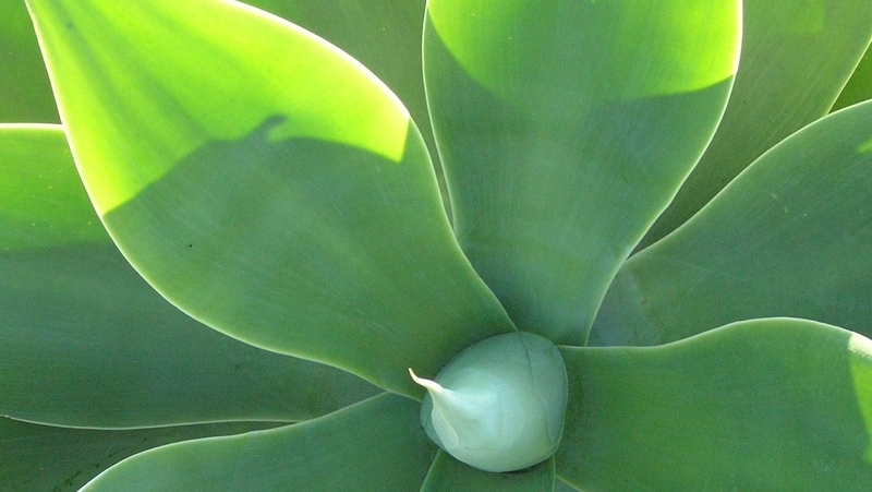 How to grow low maintenance Agave | Yates