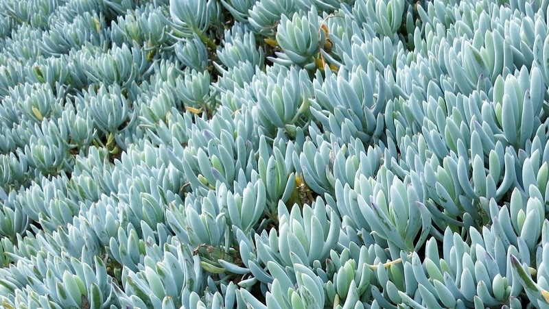 How to grow easy to care for Blue Chalk Sticks | Yates