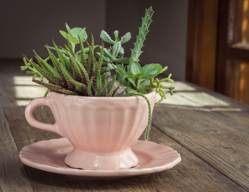 How to plant a tea cup garden | Yates