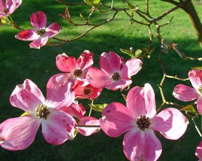 How to grow beautiful and blooming Cornus | Yates