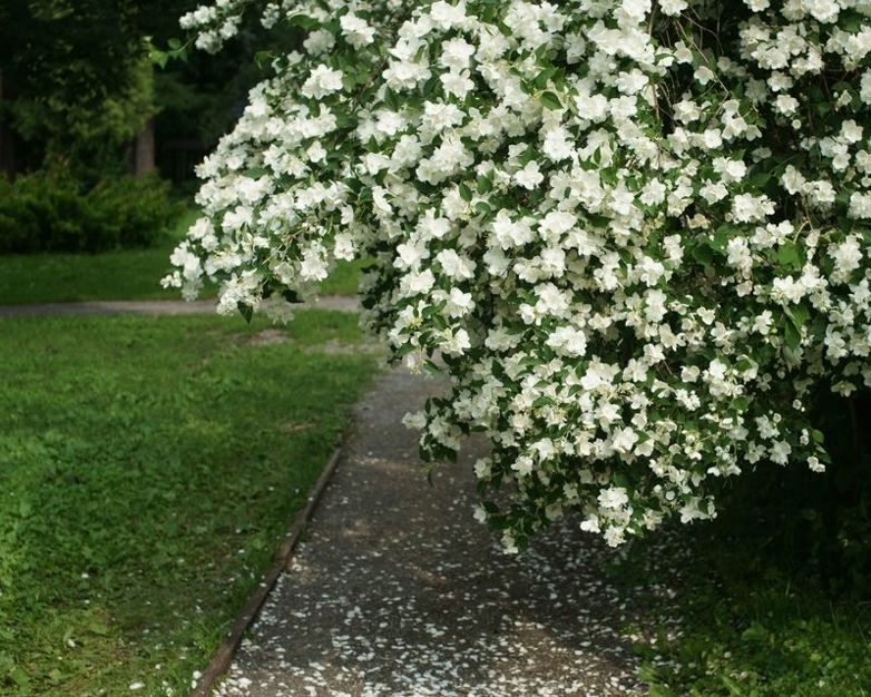 How to grow Philadelphus | Yates