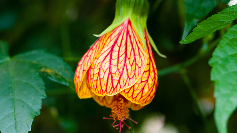 How to grow Abutilon (Chinese Lanterns) | Yates
