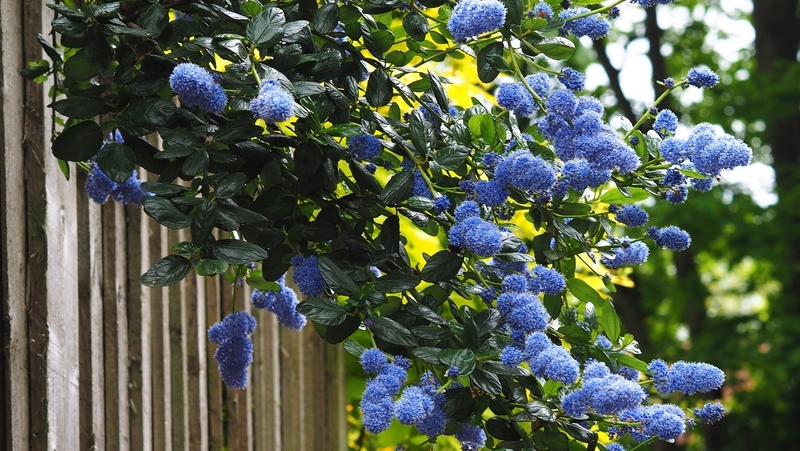 How to grow colourful flowering Ceanothus | Yates