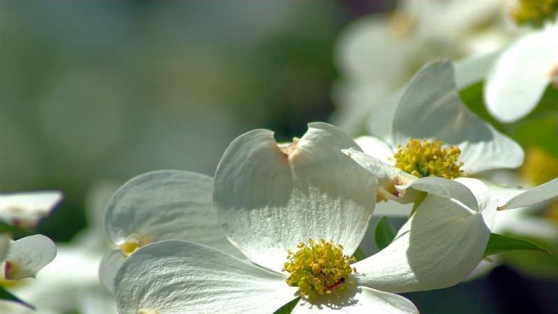 How to grow beautiful and blooming Cornus | Yates