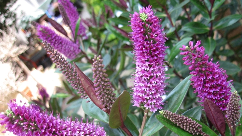 How to grow vibrant and pretty Hebe | Yates