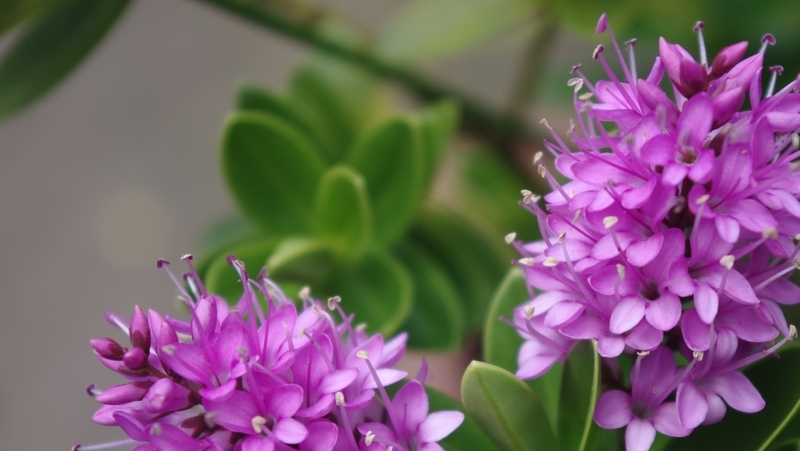 How to grow vibrant and pretty Hebe | Yates