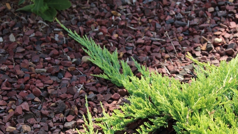 How to grow dense and classic-looking Juniper | Yates