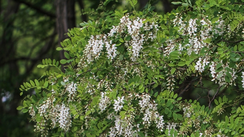 How to grow Robinia | Yates