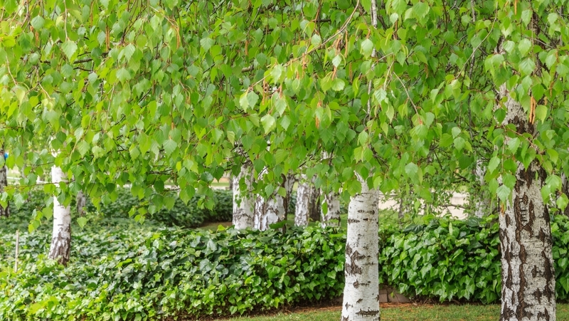 How to grow birch | Yates