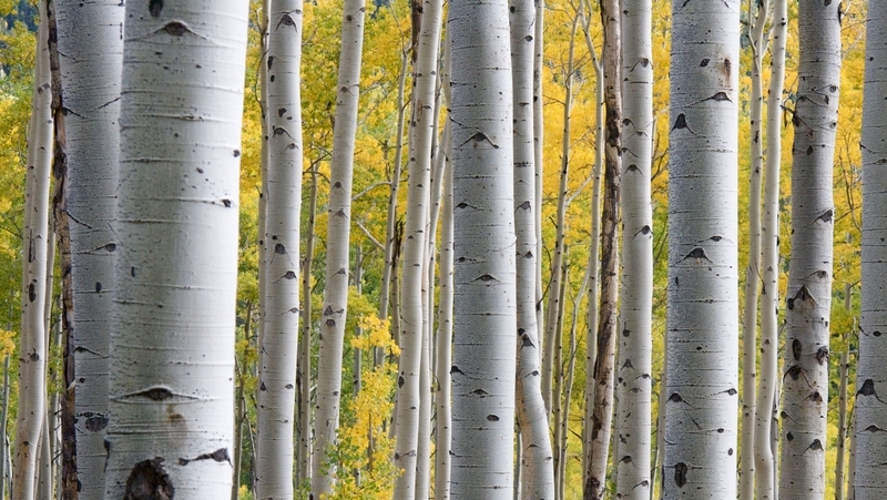 How to grow birch | Yates