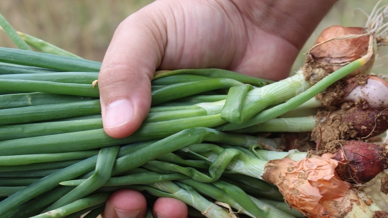 How to grow green Shallots | Yates