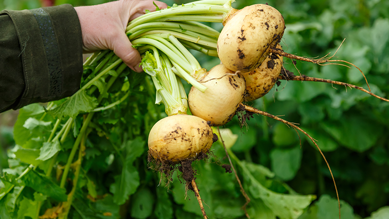 How to grow flavoursome Turnips | Yates