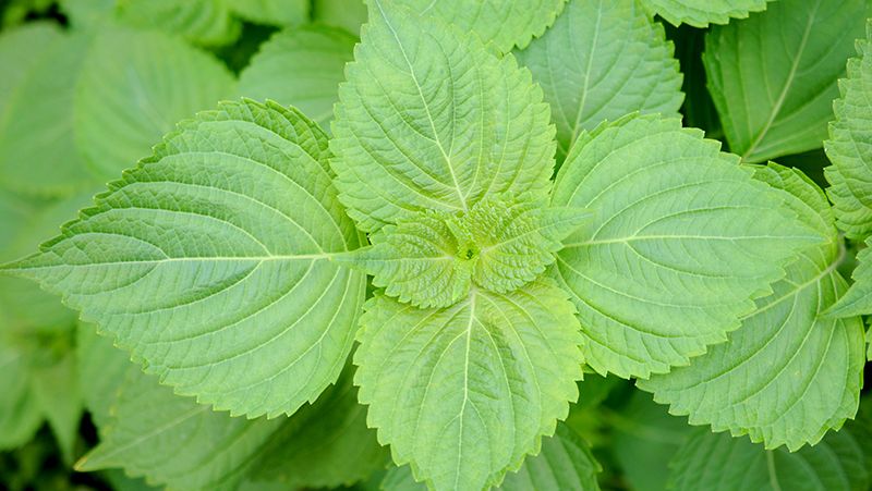 How to grow perilla | Yates