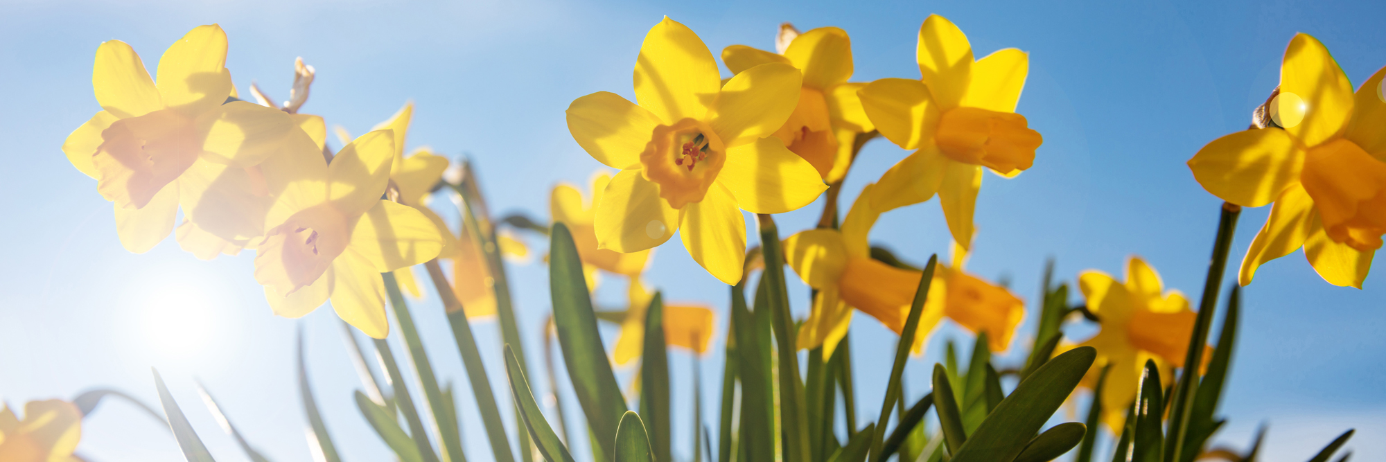 Yates New Zealand | Garden Products & Advice | Vegetables, Fruit ...