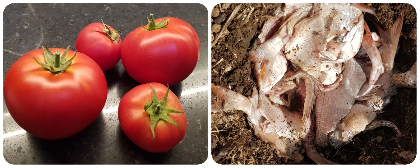 Fish Guts & Tomatoes