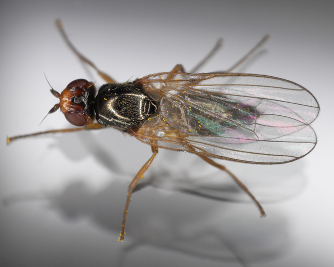 How to protect against carrot rust fly | Yates