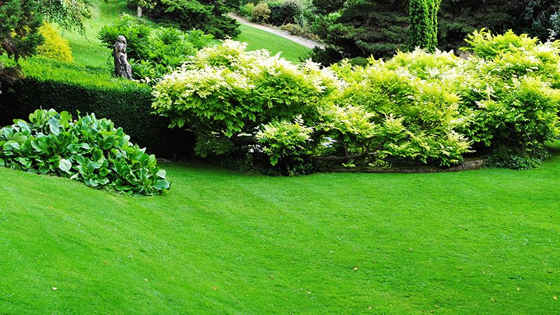 Winter lawn care tips