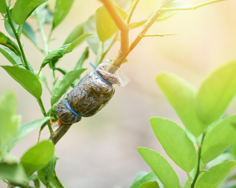 Propagate Plants by Layering | Yates