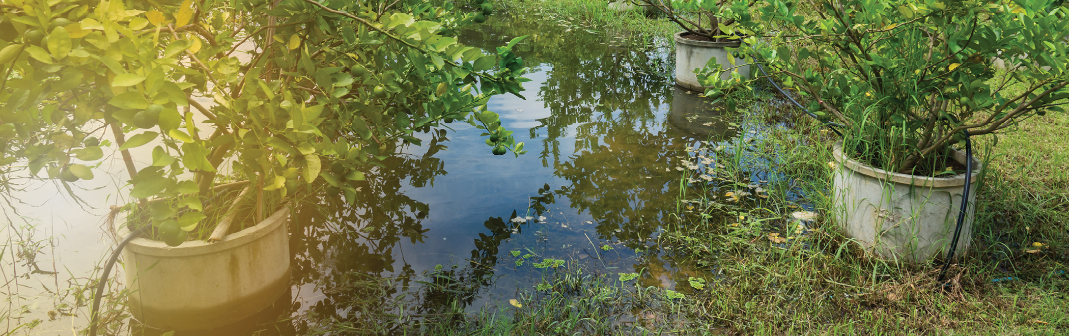 Yates Gardening | Garden Products & Garden Advices | Lawn, Plant ...