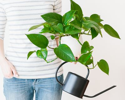 How to grow tough trailing Devils Ivy | Yates