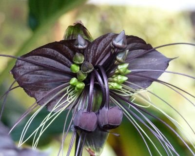 How to grow Bat Plant (Tacca spp.) | Yates